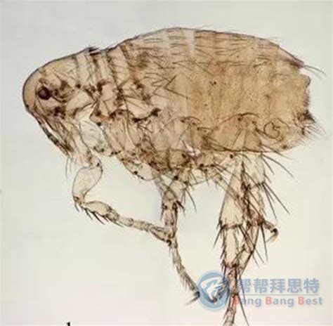 跳蚤的生物习性及危害帮帮百科