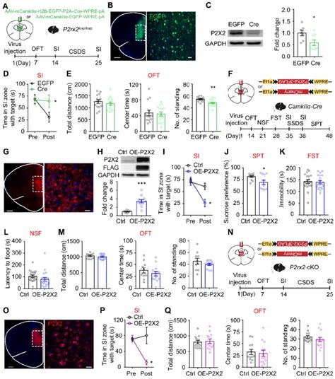 P2x2 Overexpression In Mpfc Enhances Susceptibility To Stress A F Download Scientific