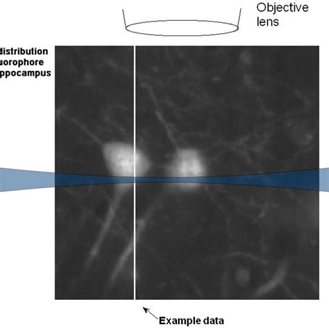 Spatial Distribution Of The Fluorophore Gfp Is Mainly Located Inside Download Scientific