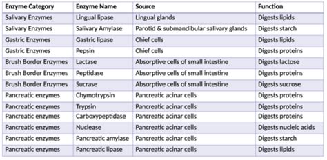 Bio 211 Digestive System Part 4 Flashcards Quizlet