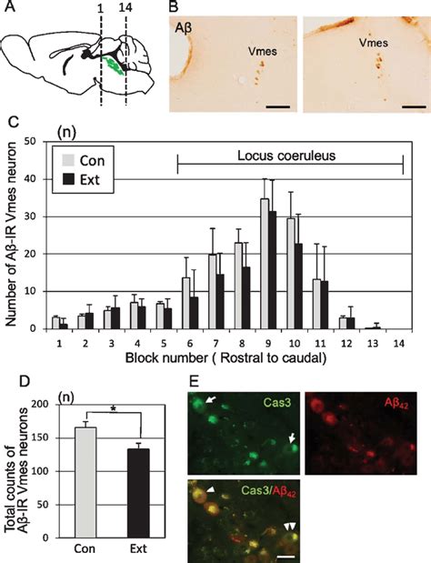 Neuronal Loss In The Trigeminal Mesencephalic Nucleus Vmes After Download Scientific Diagram