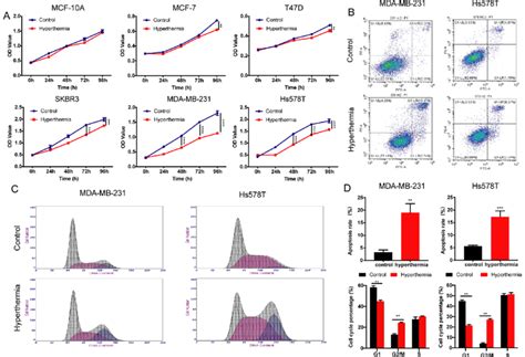 Effect Of Hyperthermia On Breast Cancer Cells A Normal Breast Cells