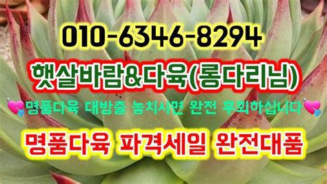 햇살바람and다육 롱다리님다육명품다육 파격세일 판매 多肉植物 다육이 다육판매 명품다육판매 Youtube