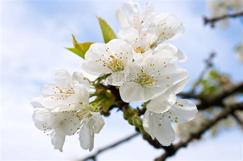 春天开花樱桃树花和天空高清图片下载 正版图片506959582 摄图网