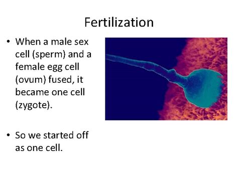 CELL GROWTH How Big Are Cells Cells Are