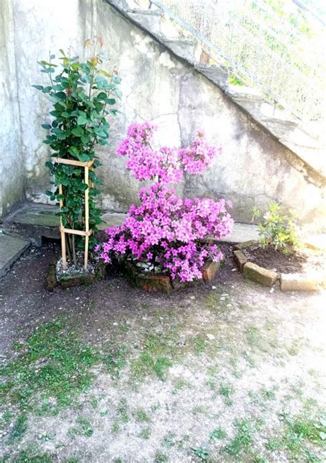 ფოტოები ციკლიდან ერთი მეგრული ეზო საინტერესო იდეა თქვენი ეზოს