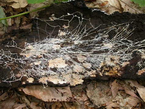 Rhizomorphs Jiann Hughes 2017