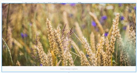 Upload Plugin Allows Image To Cover The Toolbar · Issue 2804 · Ckeditorckeditor5 · Github