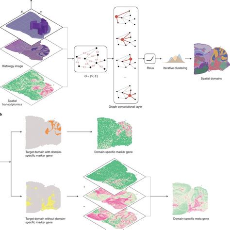 Spagcn Integrating Gene Expression Spatial Location And Histology To Identify Spatial Domains