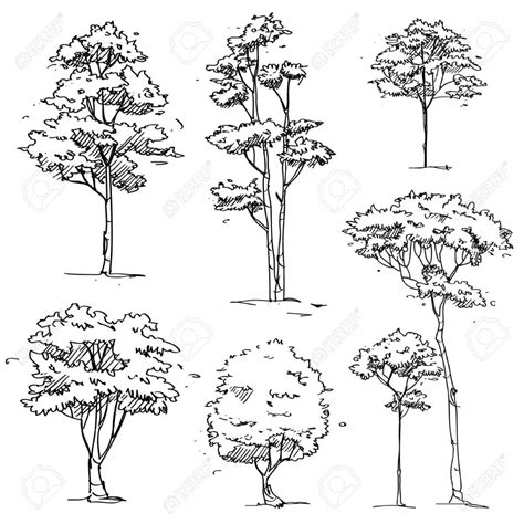 Set Of Hand Drawn Trees Vector Illustration 96793357 Landscape Architecture Drawing