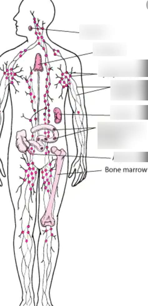 Bio 269 Lab 12 Lymphatic System Pt 3 Diagram Quizlet