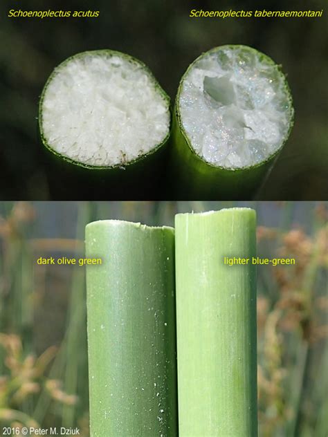 Schoenoplectus Tabernaemontani Soft Stem Bulrush Minnesota Wildflowers