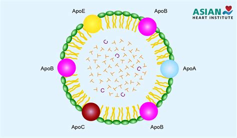 Lipoproteina Test Cost Range And Heart Health Guide