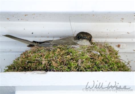 Eastern Phoebe Nest Georgia Birding William Wise Photography