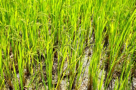 在印度有机农场里长大的稻谷派迪农业农村环境生长季节草地风景粮食叶子气候高清图片下载 正版图片322036375 摄图网