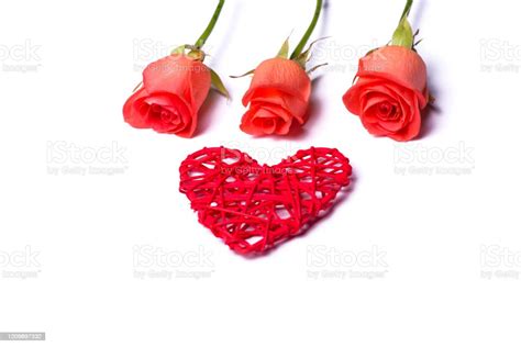 흰색 배경에 고립 된 세 개의 아름다운 오렌지 장미 자유 공간을 복사합니다 결혼식에 대한 스톡 사진 및 기타 이미지 결혼식 기념일 꽃 나무 Istock