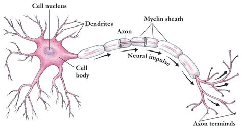 Motor Neuron Model