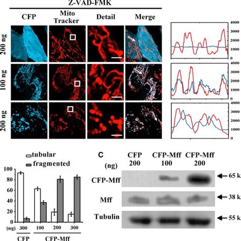Mff Facilitates Mitochondrial Fragmentation A Fluorescence