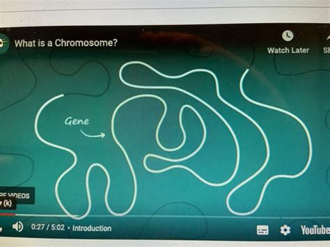 The Genome Flashcards Quizlet