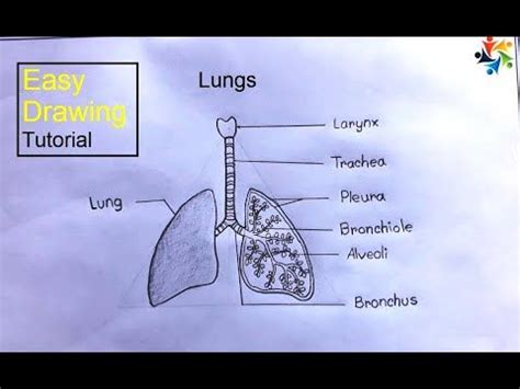 How To Draw A Human Lungs Lungs Drawing Easy Tutorial YouTube
