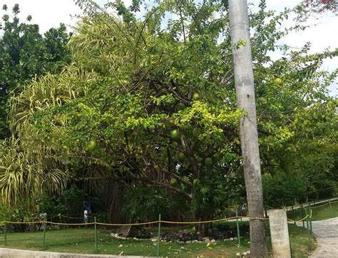 Parc De Martissant Port Au Prince 2022 What To Know Before You Go With Photos Tripadvisor