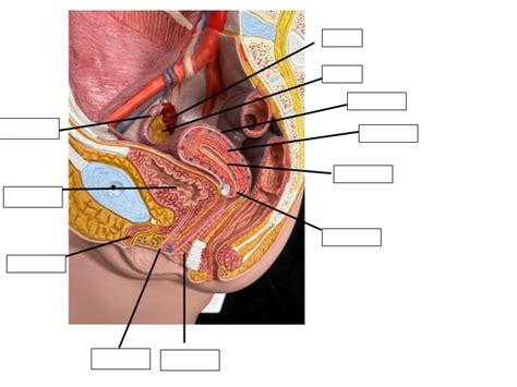 Biol 244l Exam 4 Diagram 22 Diagram Quizlet