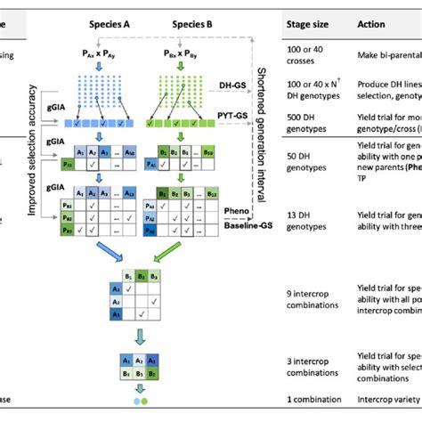 Schematic Overview Of The Phenotypic Selection Breeding Program