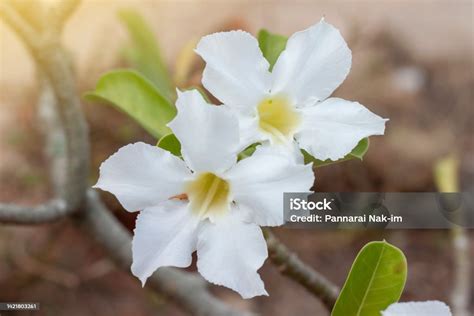 신선한 하얀 사막 장미 모의 진달래 분홍색 비뇨니아 또는 임팔라 백합 꽃은 흐릿한 자연 배경에 햇빛과 함께 피어납니다 사막에 대한 스톡 사진 및 기타 이미지 Istock