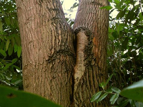 Tree Health And Safety