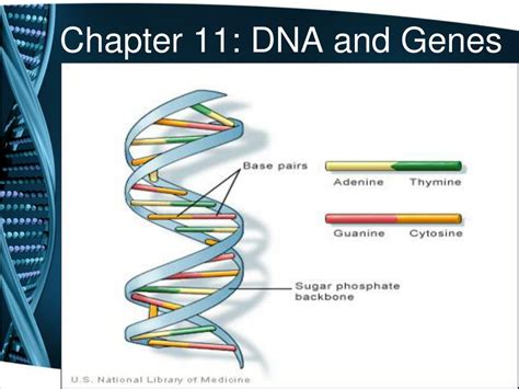 PPT Chapter 11 DNA And Genes PowerPoint Presentation Free Download ID 5720322