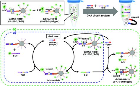 Schematic Illustration Of The Principles Of Dna Circuit Systems Based