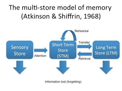 Memory Types Models Overview Practical Psychology