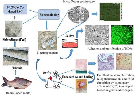 Schematic Illustration Of The Preparation Procedure Of Bioactive Glass