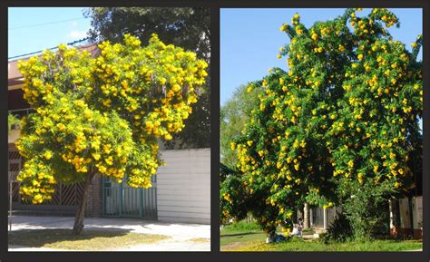 V E R D E C H A C O Guarán Amarillo Lapachillo
