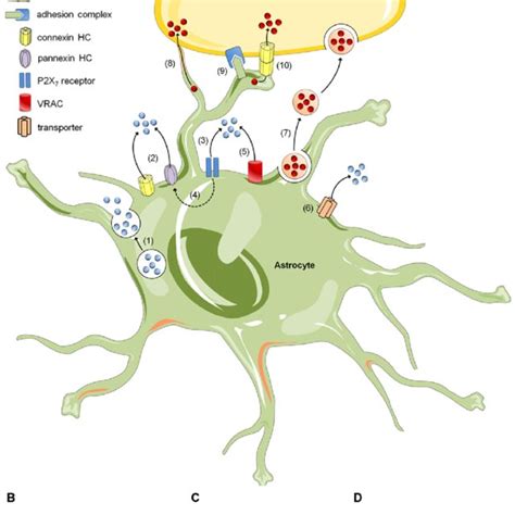 Tripartite Synapse