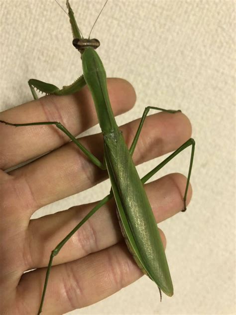 目立った傷や汚れなしオオカマキリ1匹 A 成体メス おおかまきり 大カマキリ 大蟷螂 千葉県産天然個体の落札情報詳細 ヤフオク