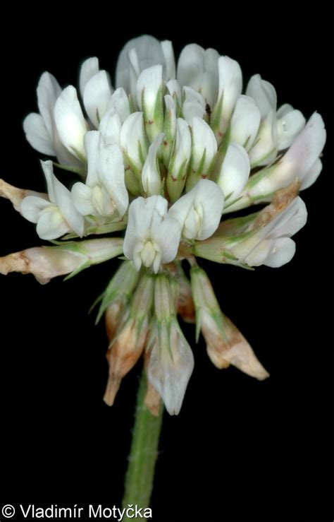 Trifolium Repens • Floravegeu