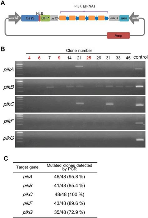 Multiplex Genome Editing With Crisprcas9 A Schematic Depiction For