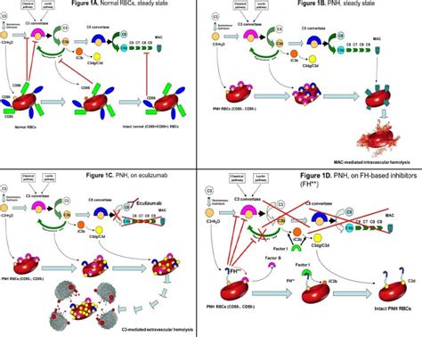 Complement Cascade Modulation On Normal And Pnh Red Blood Cells Rbcs