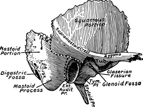 Temporal Bone Vintage Illustration 35462342 Vector Art At Vecteezy