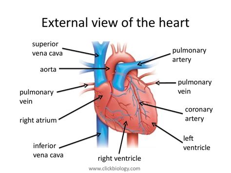 Heart Structure And Function презентация онлайн