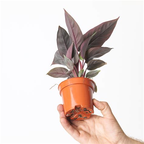Apoballis Acuminatissima Lavallaei Grow Tropicals