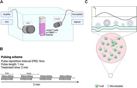 Ultrasound Guided Microbubbles Enhance T Cell Function In Cancer