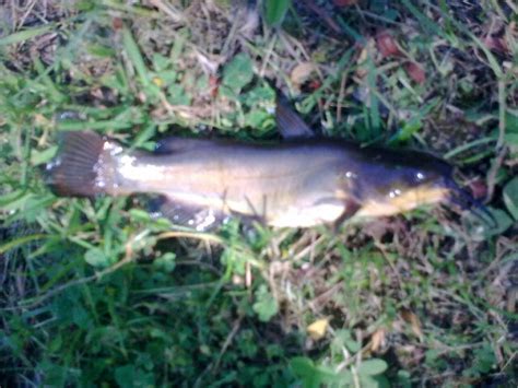 Montaigu Place Forte Poisson Chat