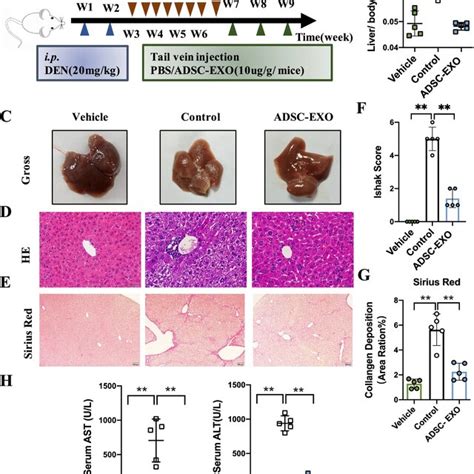 Hepatic Glul Was Up Regulated In Mice Treated With Adsc Exo Rna Seq Download Scientific