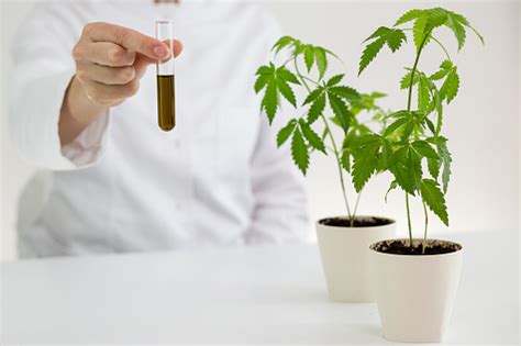 마리화나 식물에서 추출한 Cbd 오일을 가진 유리 그릇을 들고 있는 여성 과학자 의료 대마초에서 의료 약국 테이블에 프리스트 계획에 의료 마리화나 공장이 있다 Stem