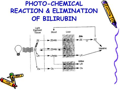 Ppt Phototherapy A Review Powerpoint Presentation Free Download Id