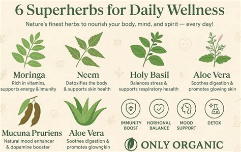 6 Superherbs For Daily Wellness 🌿 Natural Health Boosters Only