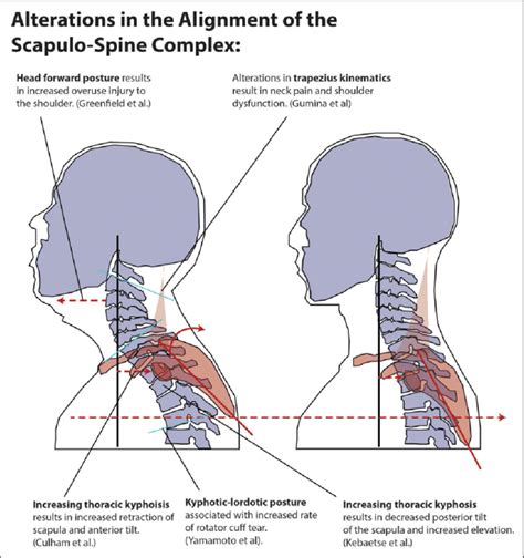 Cervical And Scapular Region