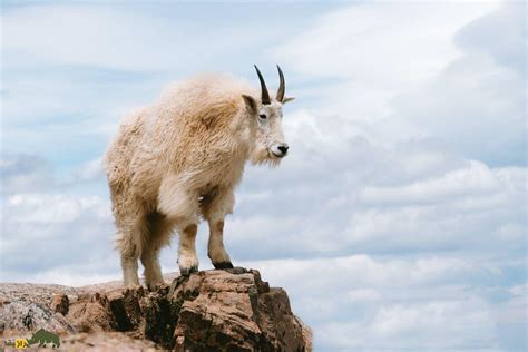 بز کوهی راکی؛ متفاوت‌ترین و کمیاب‌ترین بز کوهی جهان که شبیه روح است و